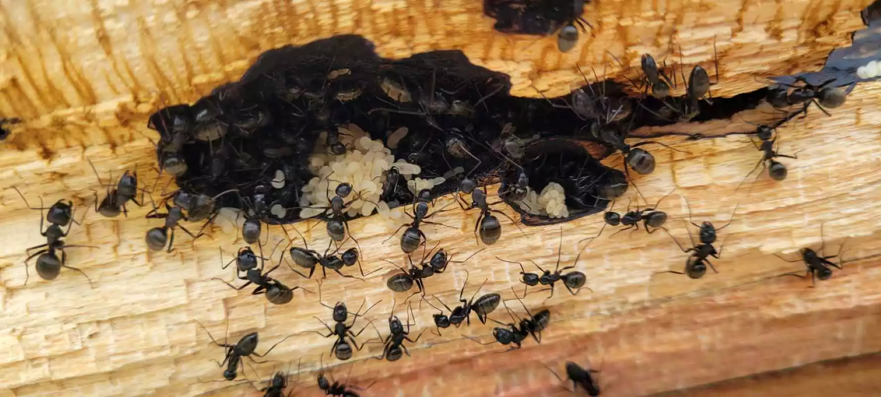 What do carpenter ants look like store