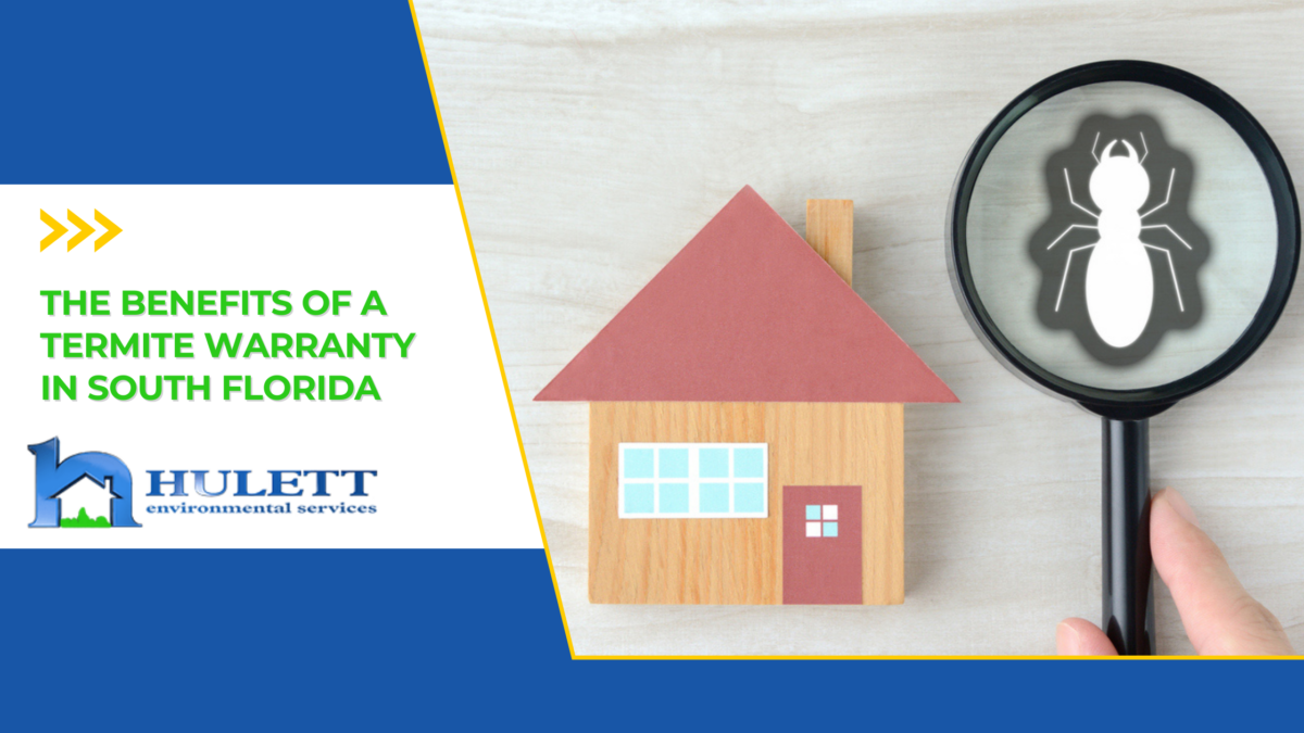 Benefits of a Termite Warranty in South Florida | Hulett Environmental ...