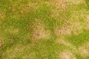 Florida Lawn Grubs 101 | Hulett Environmental Services
