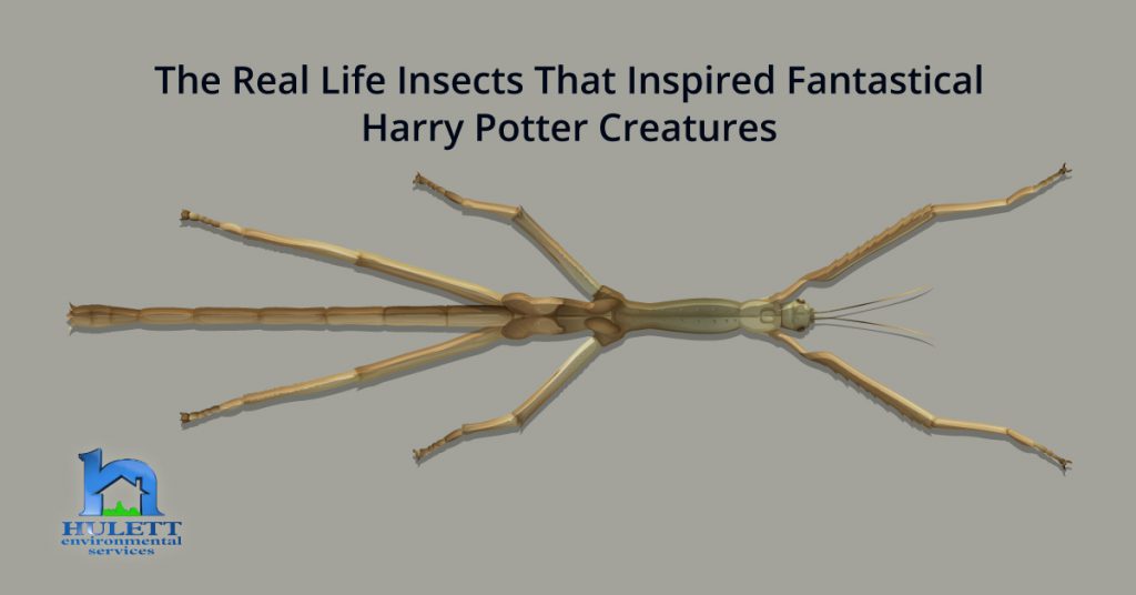 The Real Insects That Inspired Harry Potter Creatures | Bugs.com The Real Insects That Inspired Harry Potter Creatures | Bugs.com