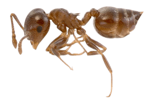 Ants Facts & Information | Hulett Pest Control