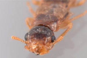 Asian Subterranean Termites Facts | Hulett Pest Control