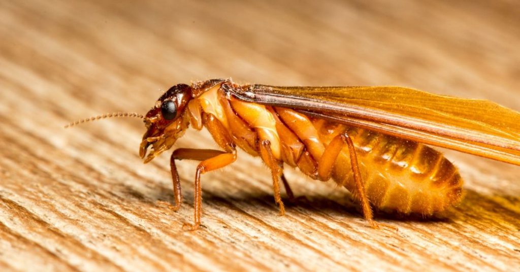 Asian Subterranean Termite Identification | Bugs.com