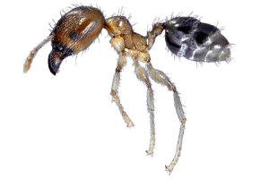 Ants Facts & Information | Hulett Pest Control