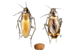 Cockroaches Facts & Information | Hulett Pest Control