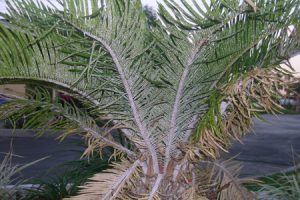 Cycad Aulacaspis Scales Facts | Hulett Pest Control