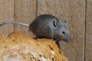 House Mice Facts & Information | Hulett Pest Control