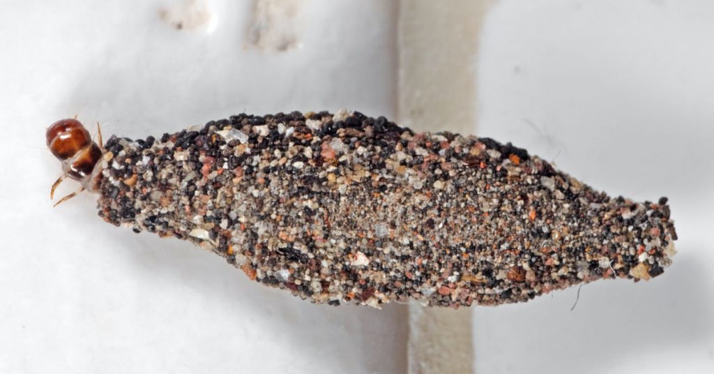 The Household Casebearer: Plaster Bagworms | Hulett Environmental Services