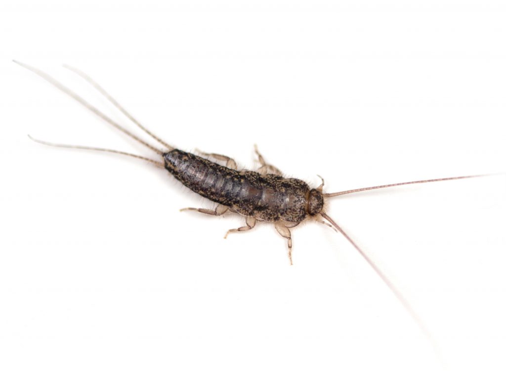 Silverfish or Silverfishes Facts | Hulett Pest Control