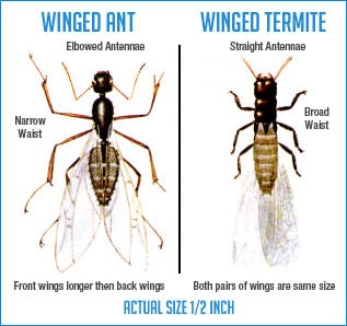 Termite Vs Ant Identification